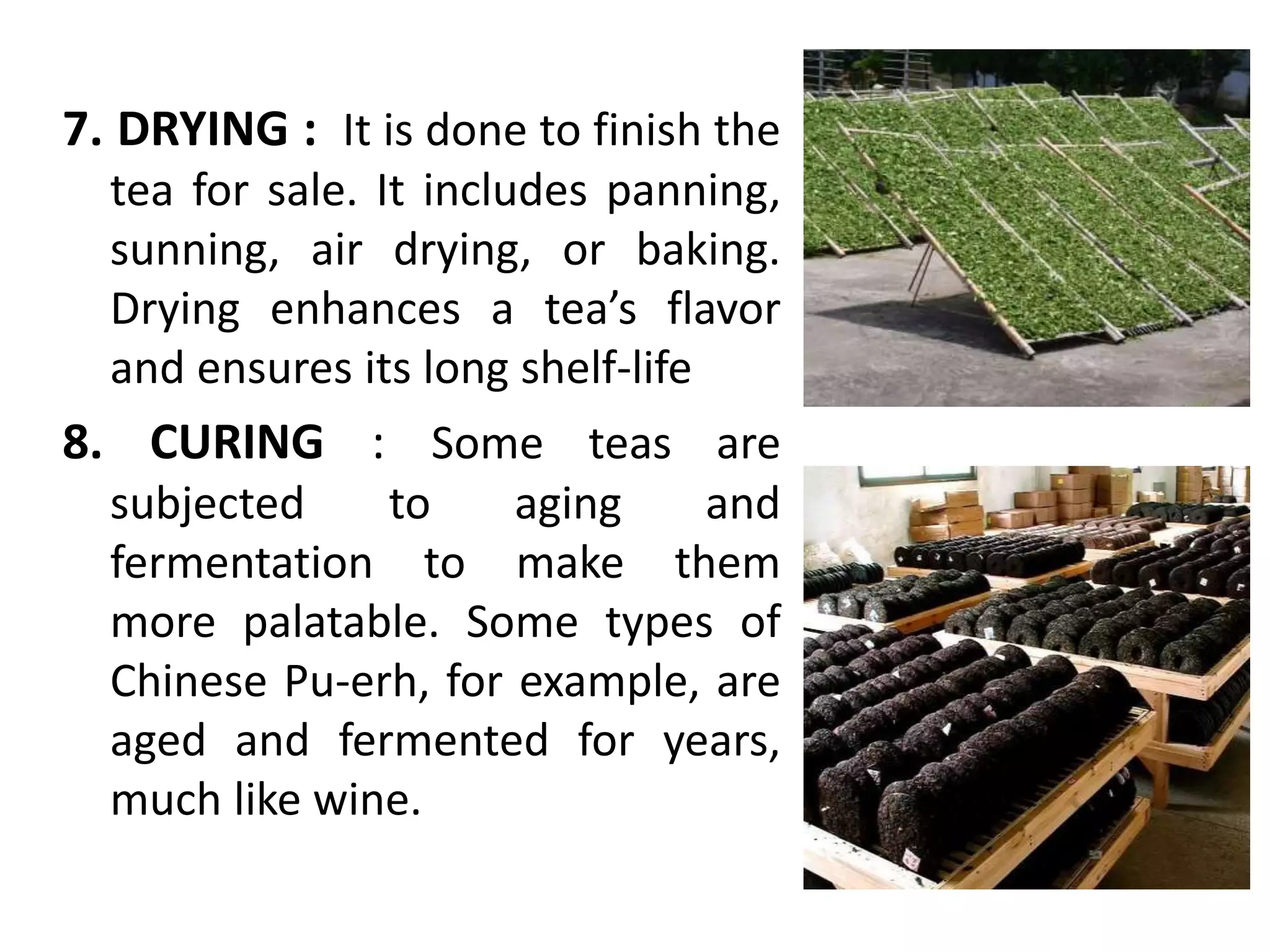Processing of Tea | PPTX