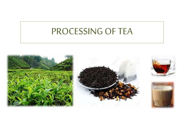 Processing of Tea | PPTX | Chemistry | Science