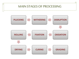 Processing of Tea | PPTX