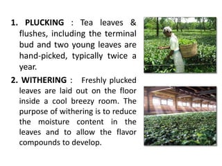 Processing of Tea | PPTX