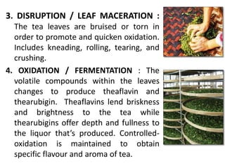 Processing of Tea | PPTX