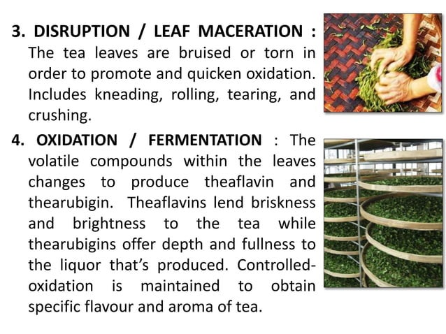 Processing of Tea | PPTX | Chemistry | Science