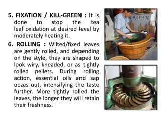 Processing of Tea | PPTX
