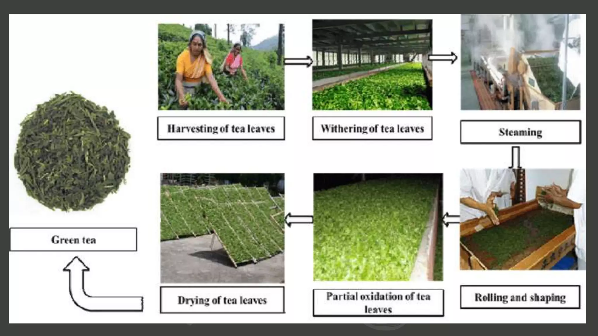 Processing Of Tea | PPTX