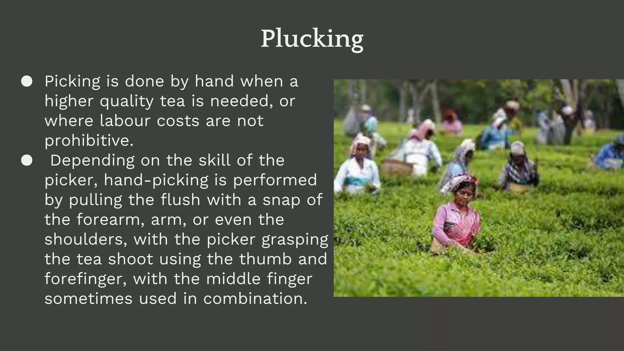Processing Of Tea | PPTX