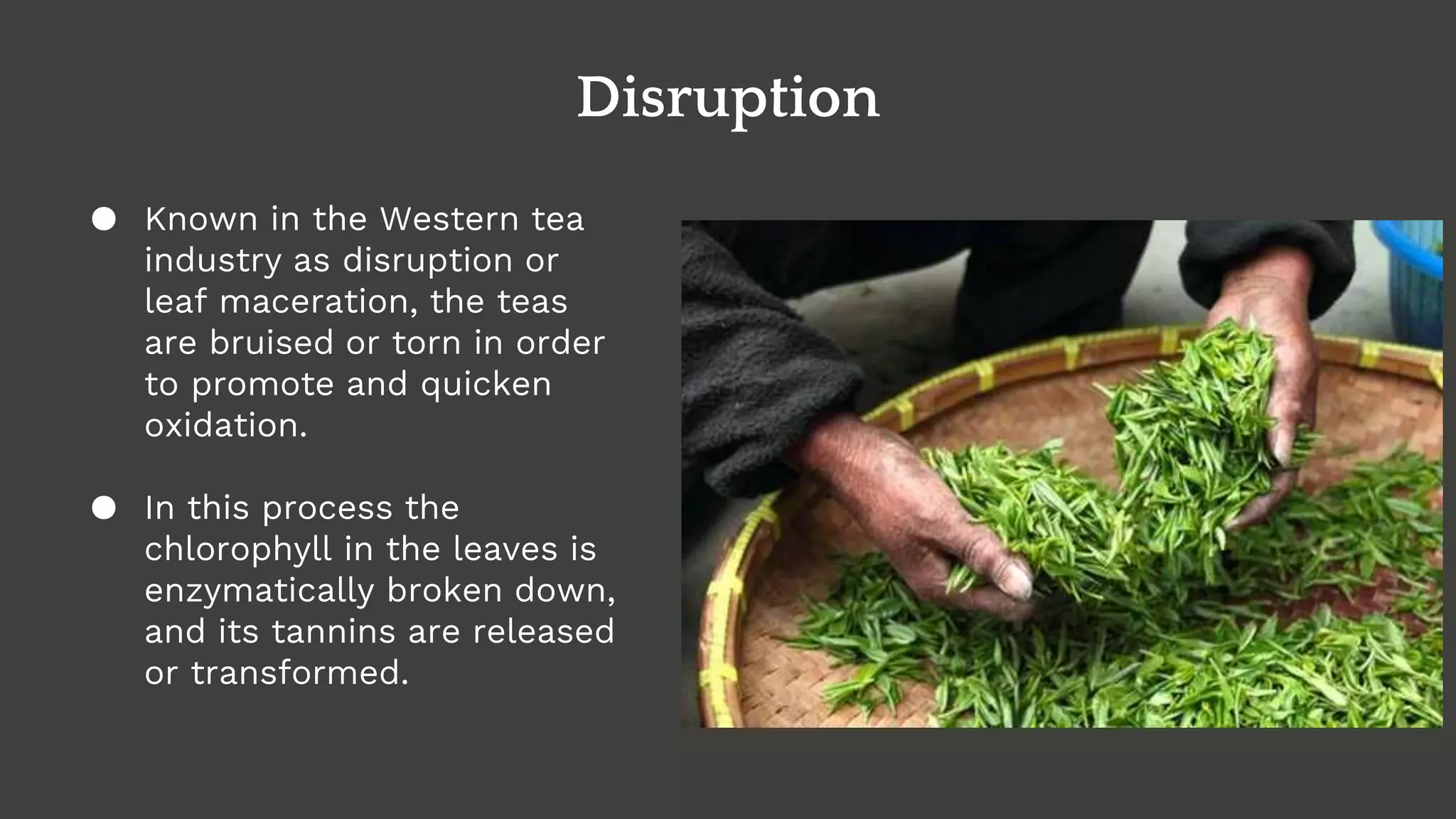 Processing Of Tea | PPTX