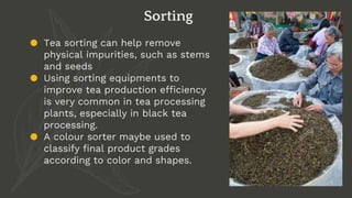 Processing Of Tea | PPTX