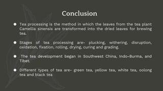 Processing Of Tea | PPTX