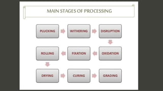 Processing Of Tea | PPTX