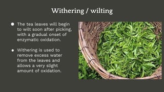 Processing Of Tea | PPTX
