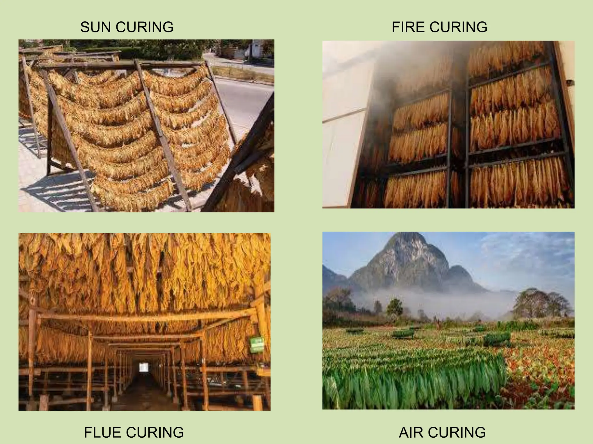 INTRODUCTION TO THE PROCESSING OF TOBACCO LEAVES.pptx