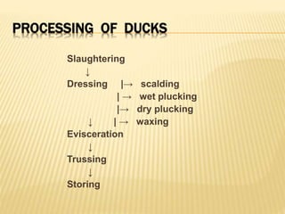 Processing of turkey & duck | PPT