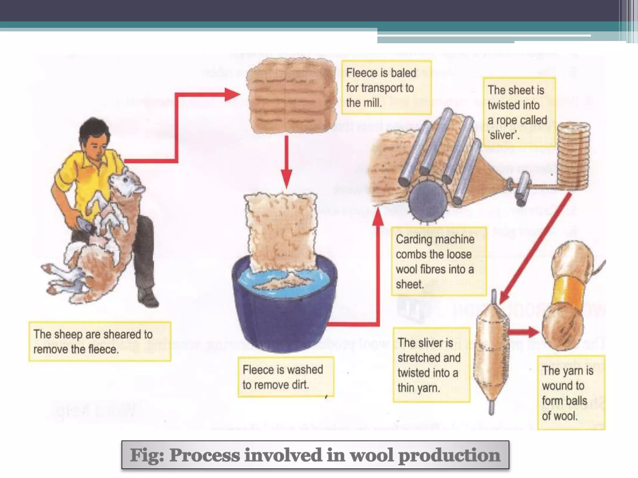 Processing of wool | PPTX
