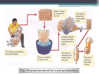 Wool Production