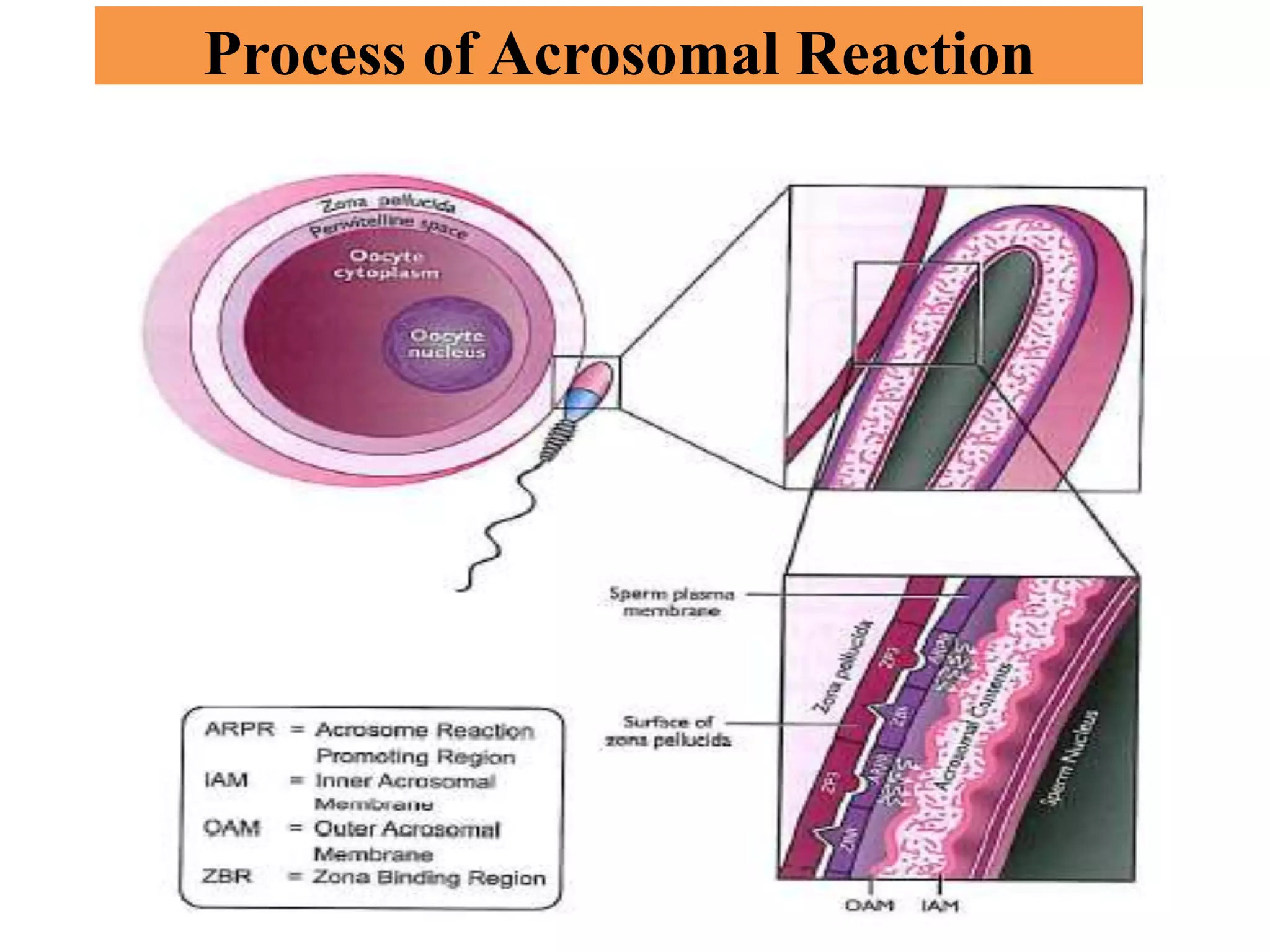 Process of Acrosomal Reaction.pptx