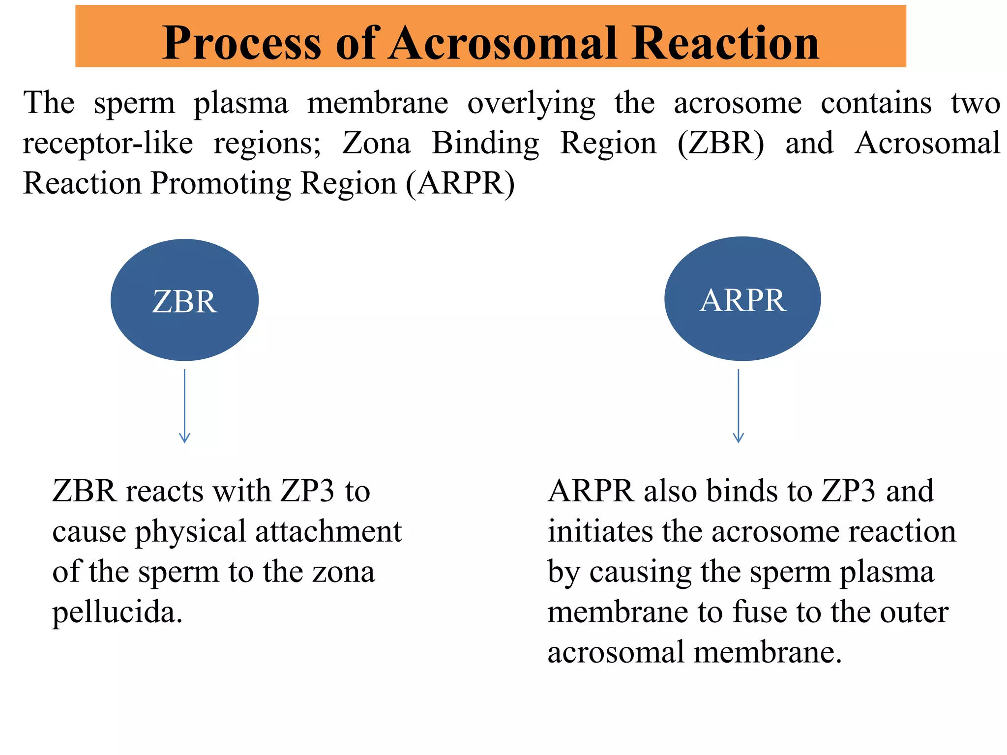 Process of Acrosomal Reaction.pptx