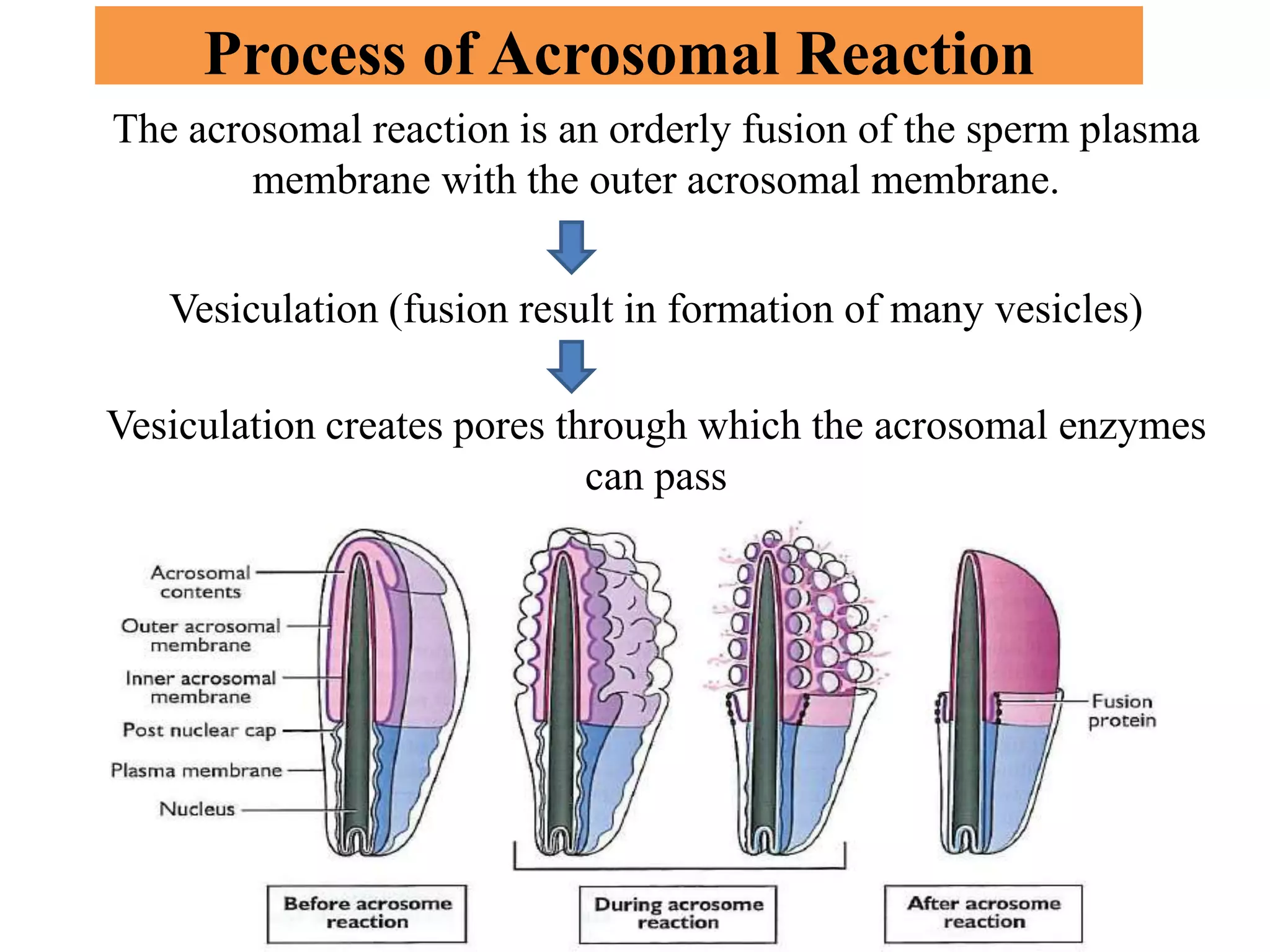 Process of Acrosomal Reaction.pptx