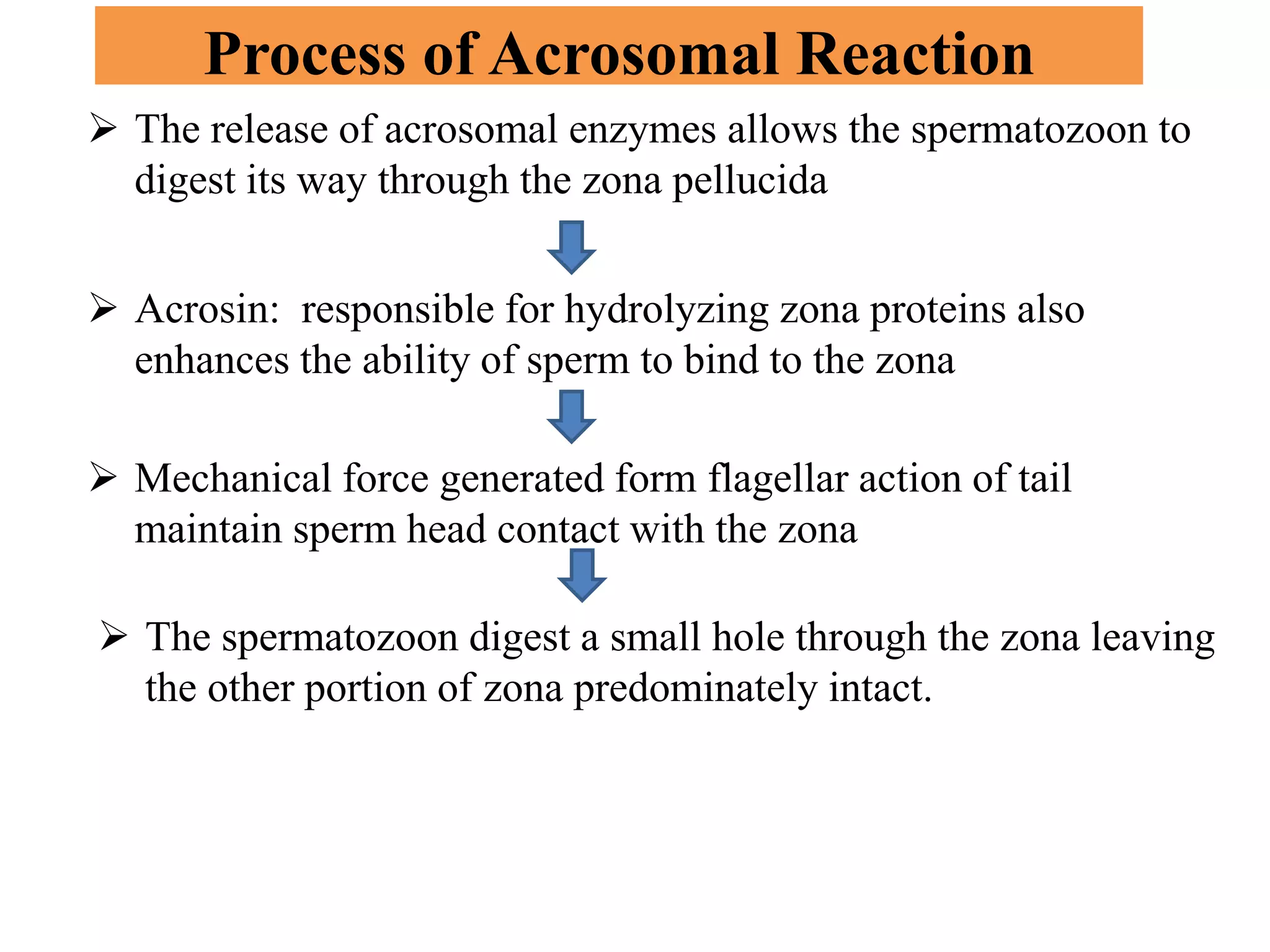 Process of Acrosomal Reaction.pptx | Infertility | Reproductive Health