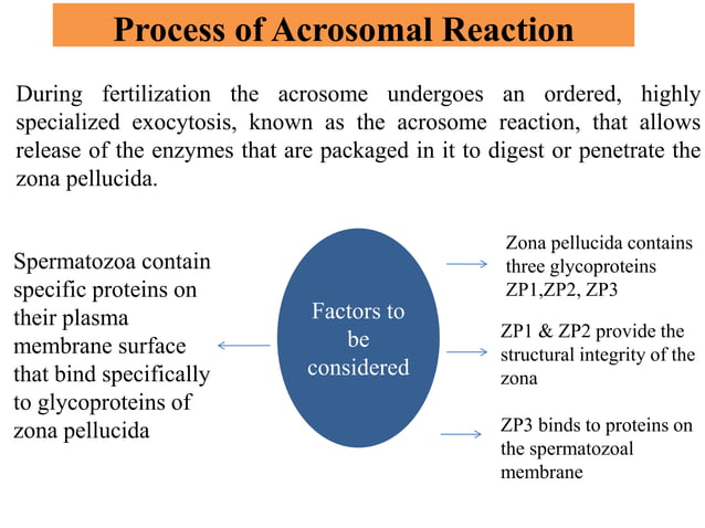 Process Of Acrosomal Reactionpptx 