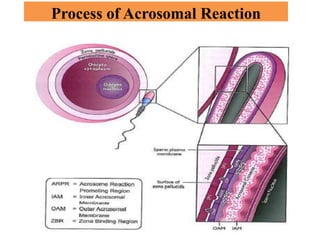 Process of Acrosomal Reaction.pptx