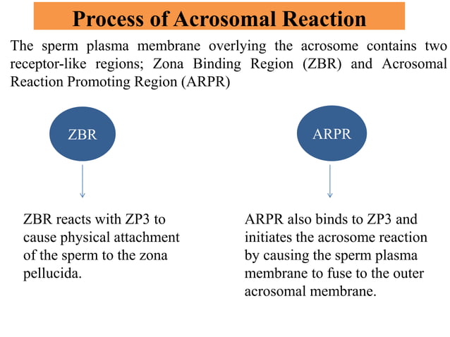 Process of Acrosomal Reaction.pptx | Infertility | Reproductive Health