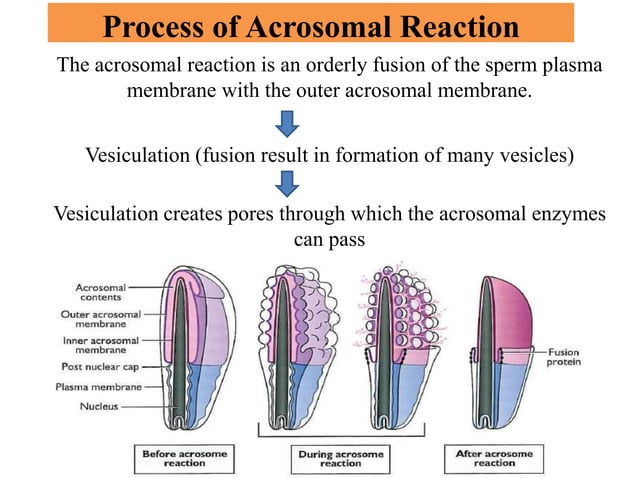 Process Of Acrosomal Reactionpptx