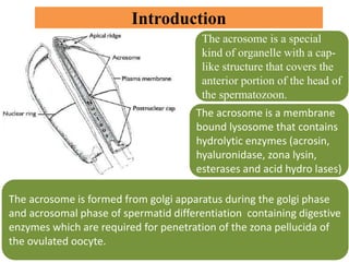 Process of Acrosomal Reaction.pptx