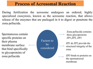 Process of Acrosomal Reaction.pptx