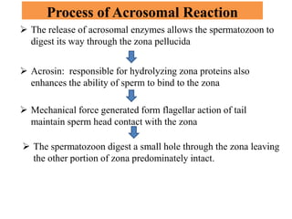 Process of Acrosomal Reaction.pptx