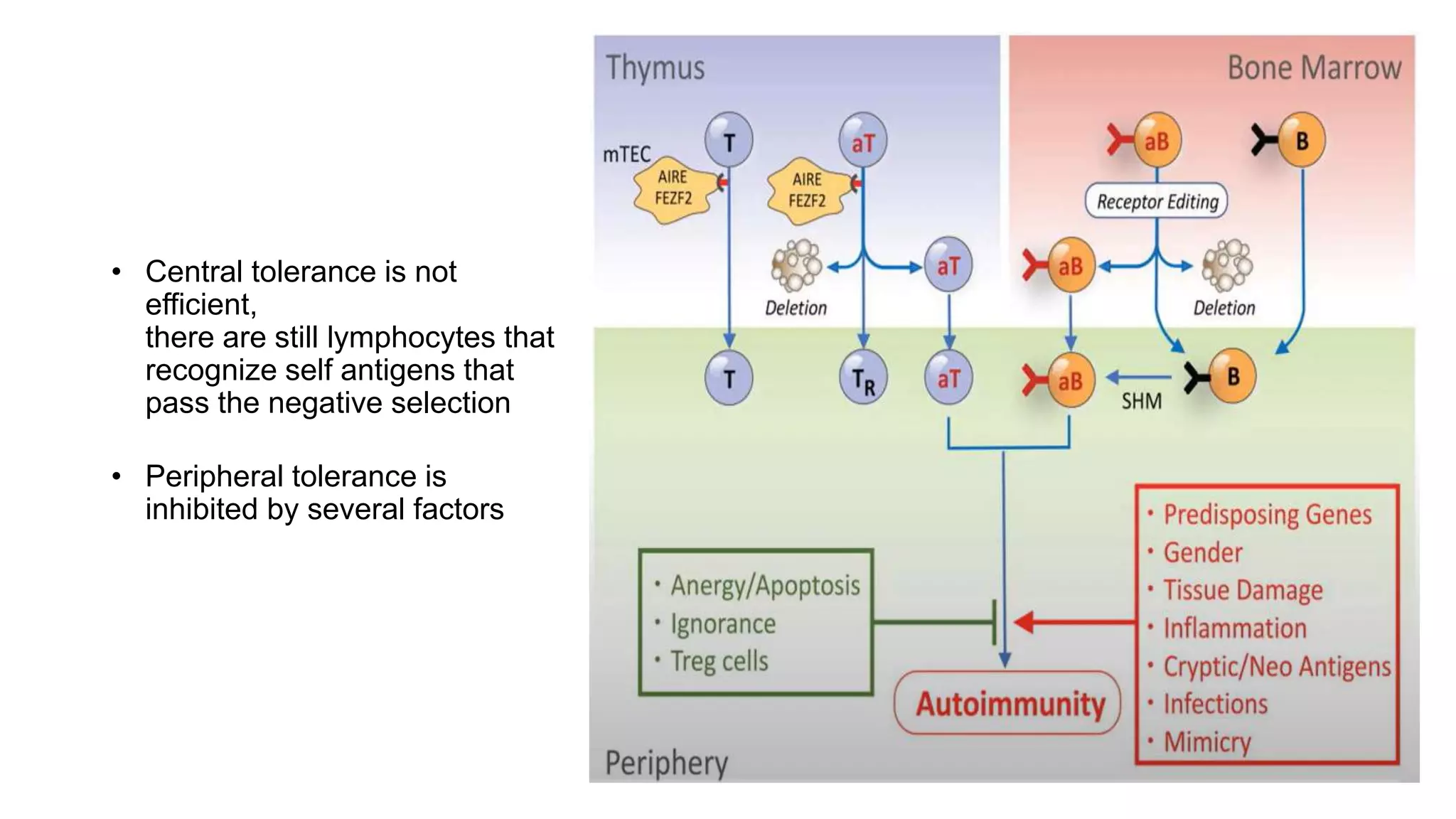 process of autoimmune disease | PPTX