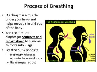 Process of breathing | PPTX