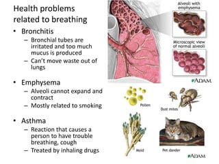 Process of breathing | PPTX