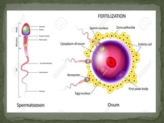 Process of conception | PPTX
