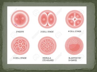 Process of conception | PPTX