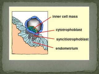 Process of conception | PPTX