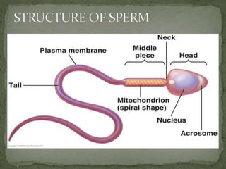 Process of conception | PPTX