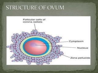 Process of conception | PPTX