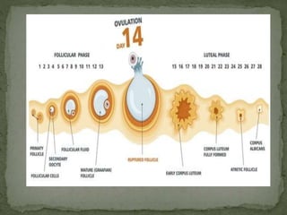 Process of conception | PPTX