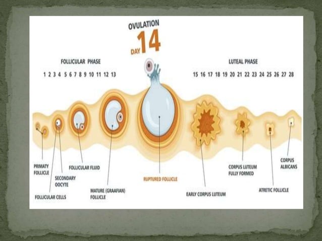 Process of conception | PPTX