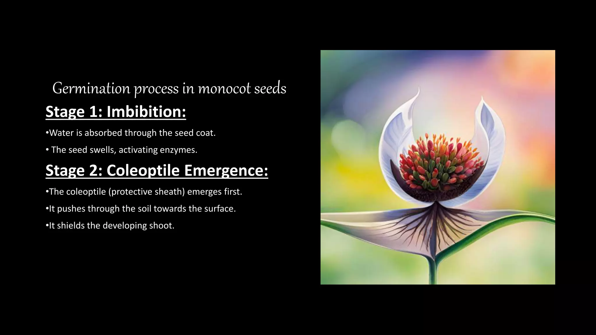 Process of Germination in Dicot and Monocot.pptx