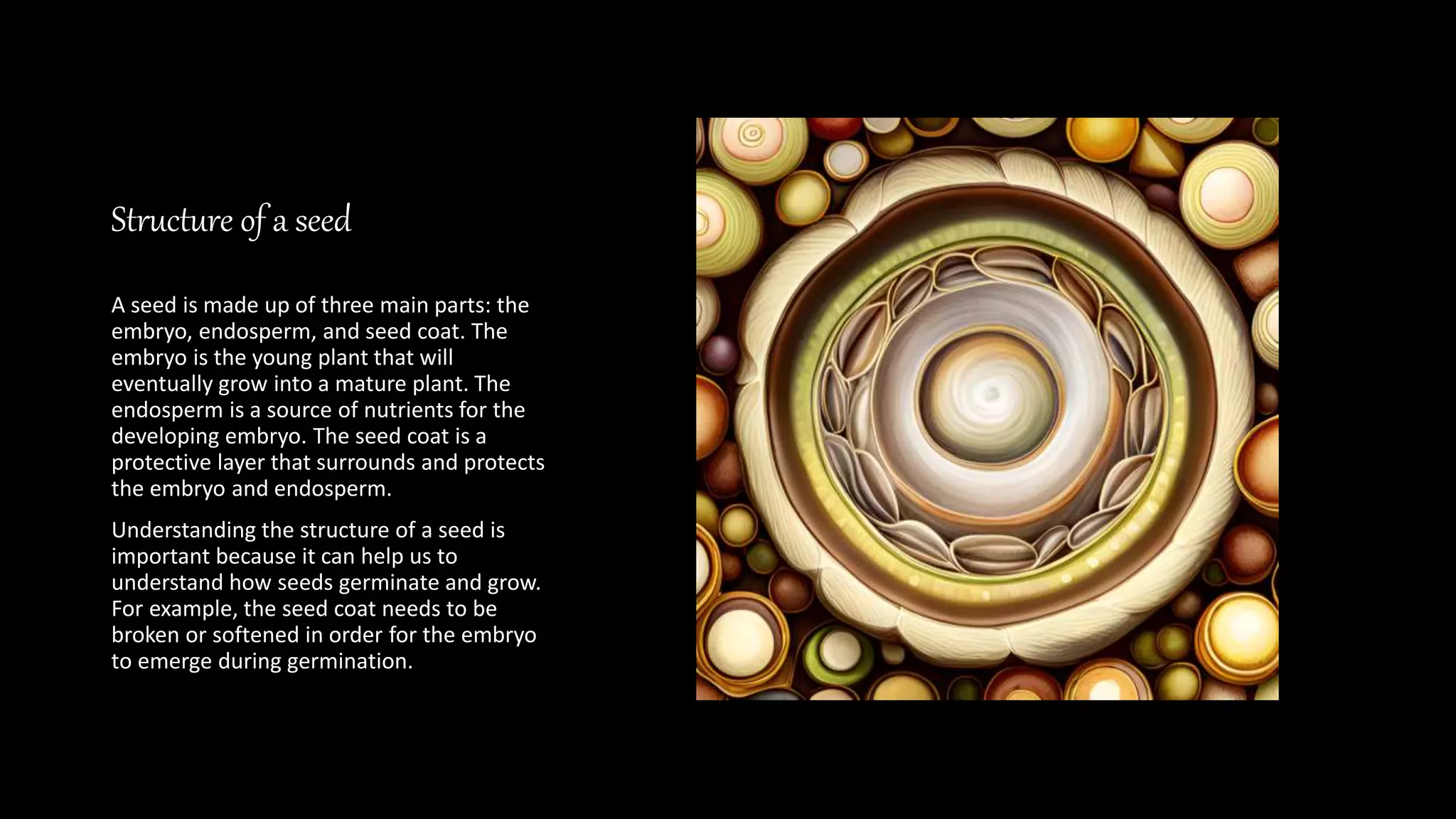 Process of Germination in Dicot and Monocot.pptx
