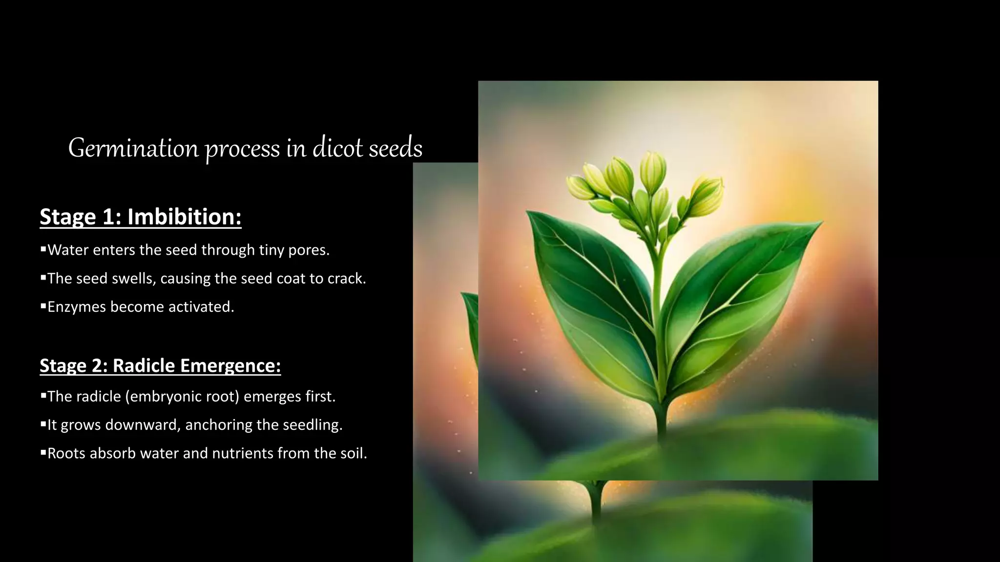Process of Germination in Dicot and Monocot.pptx