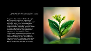 Process of Germination in Dicot and Monocot.pptx