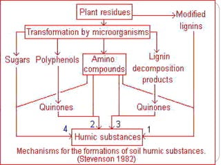 Process of humus formation | PPTX