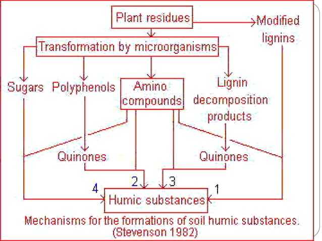 Process of humus formation | PPTX