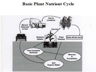Process of humus formation | PPTX