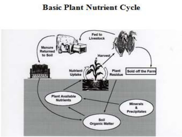 Process of humus formation