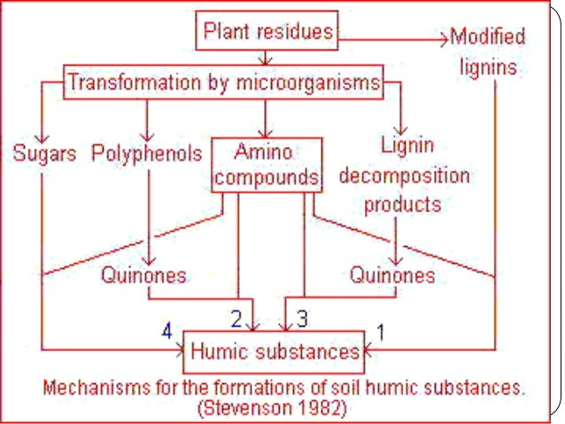 Process of humus formation