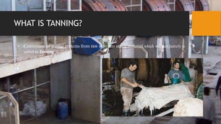 Process of leather manufacturing | PPTX