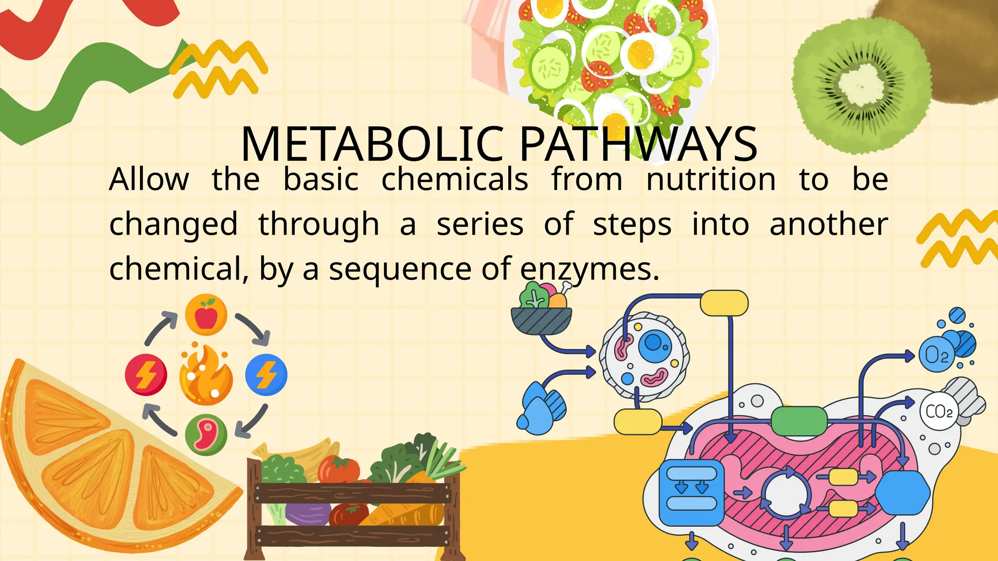 PROCESS OF METABOLISM with their importance | PPT